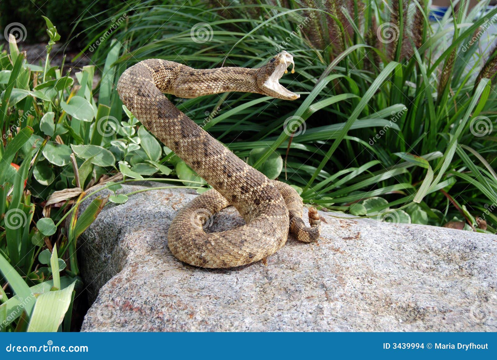 Coiled Rattle Snake on a Rock Stock Photo - Image of diamond, natural ...
