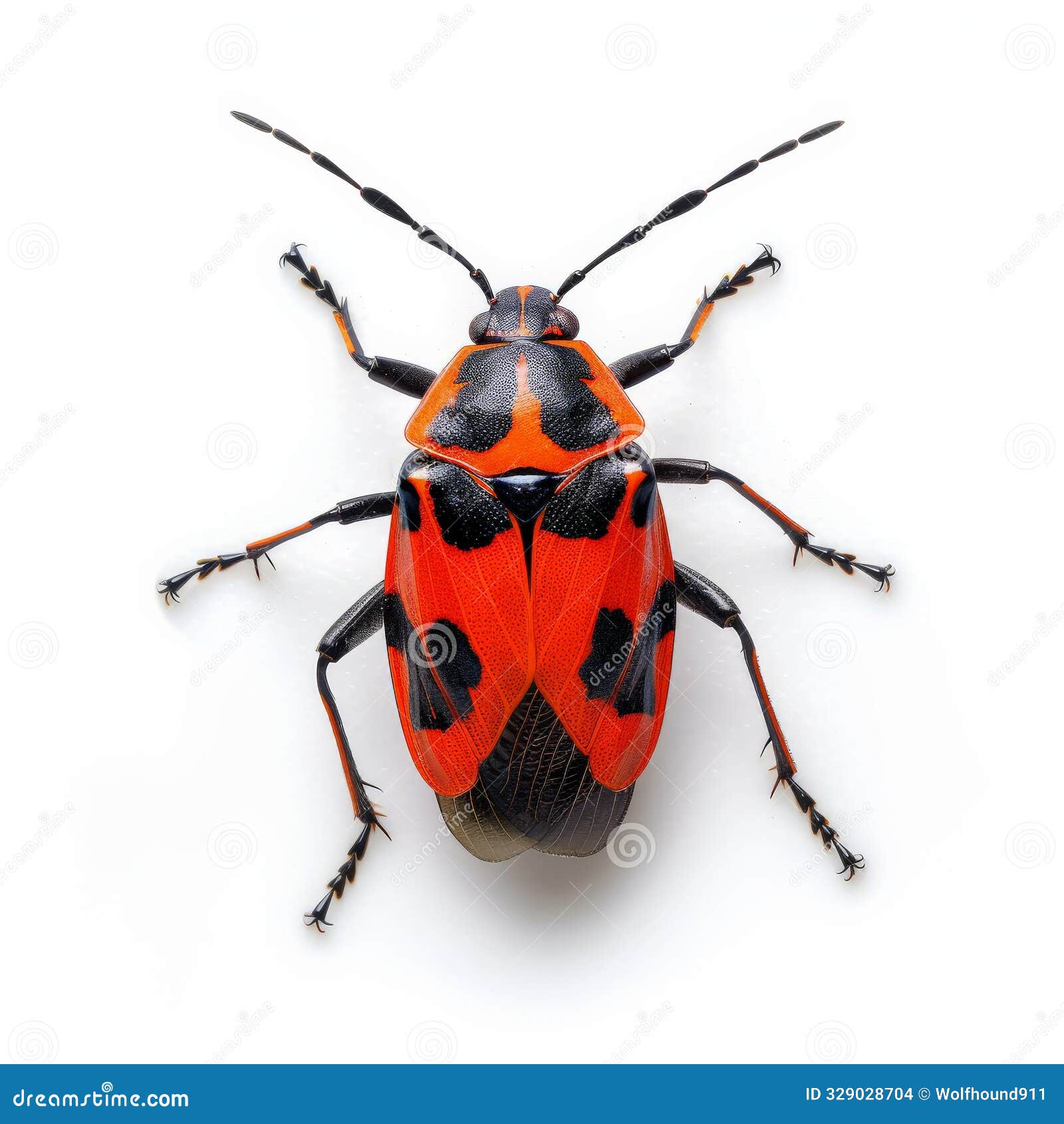 A Striking Red and Black Striped Milkweed Bug, Isolated on White ...