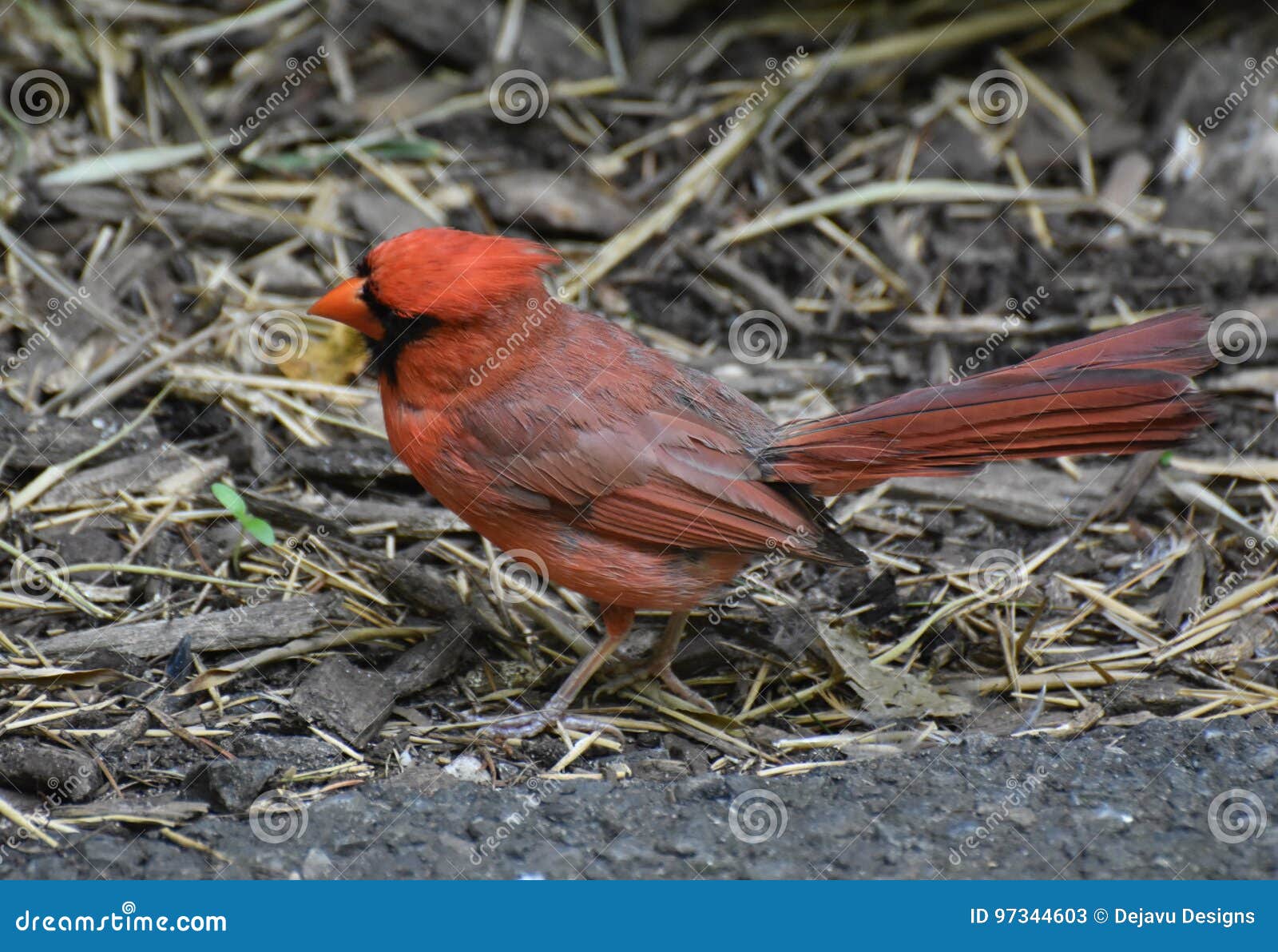 Striking Red Feathers on a Red Cardinal Bird Stock Image - Image of ...