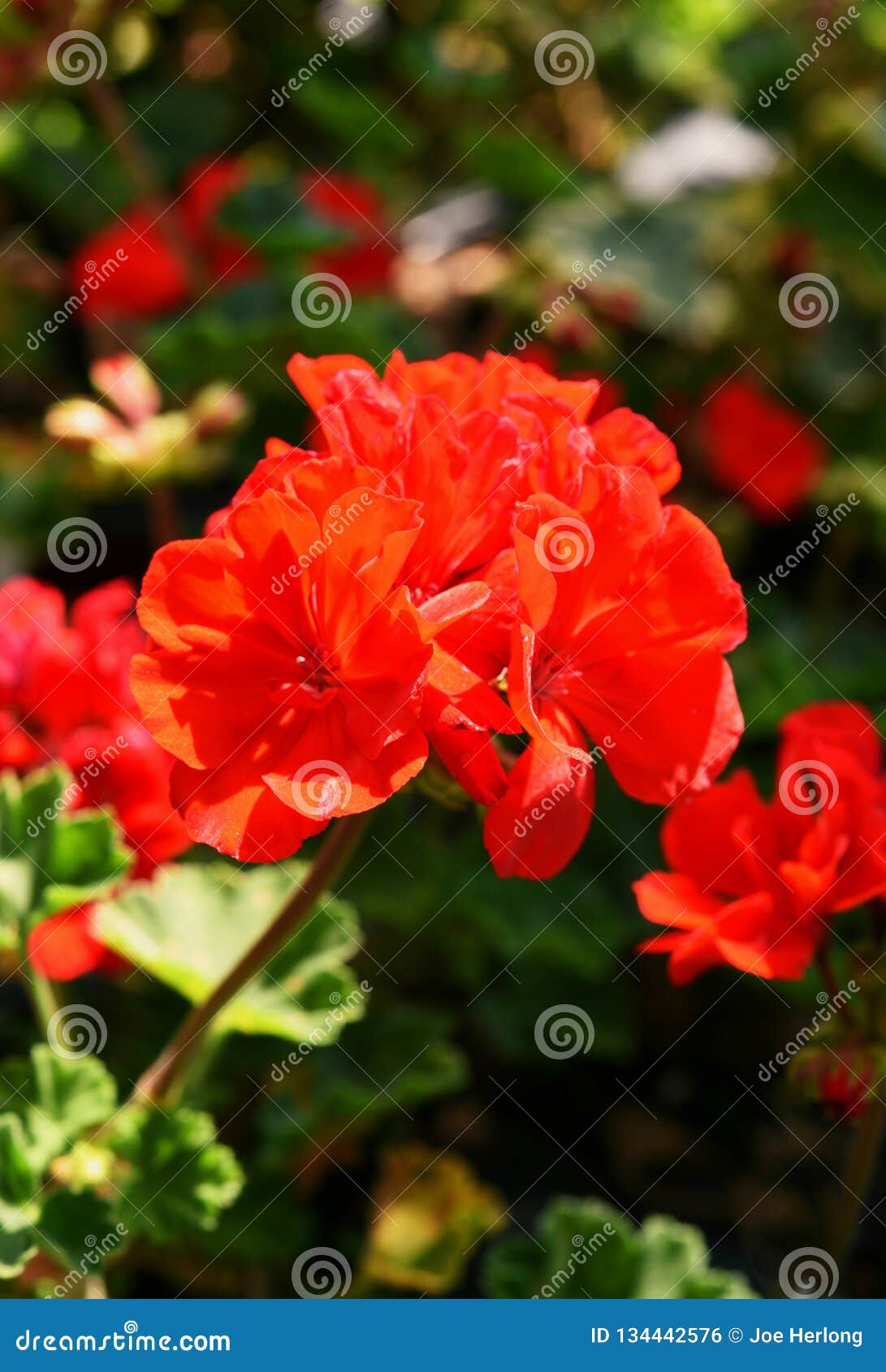 A Striking Red Geranium with a Blurred Background. Stock Photo - Image ...