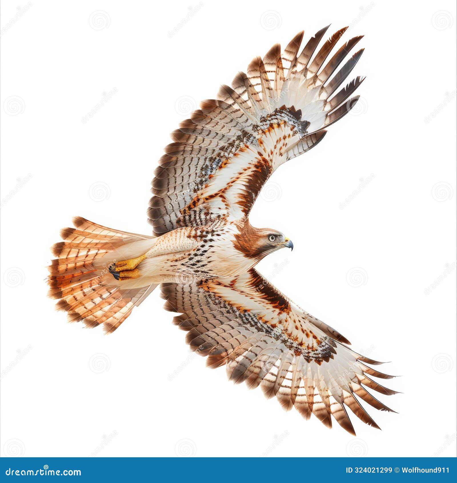 A Striking Red-tailed Hawk in Mid-flight, Wings Fully Spread and Eyes ...