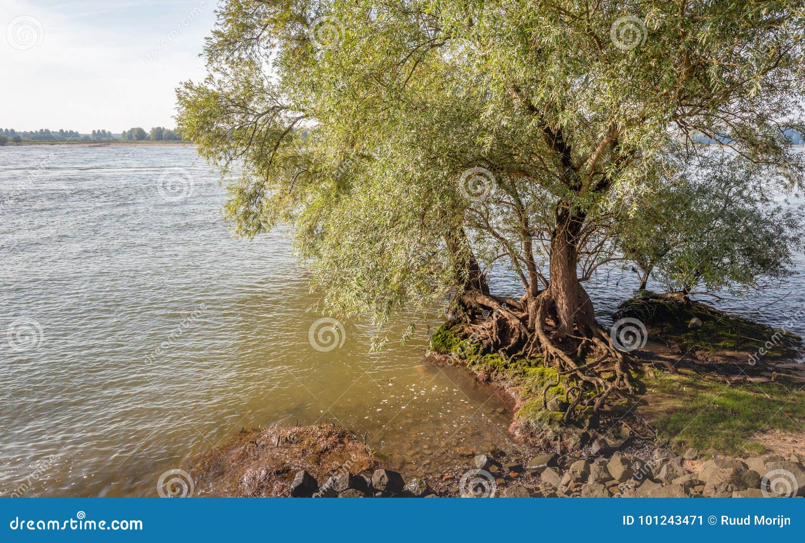 Striking Roots of a Willow Tree at the Edge of a Wide River Stock Image ...