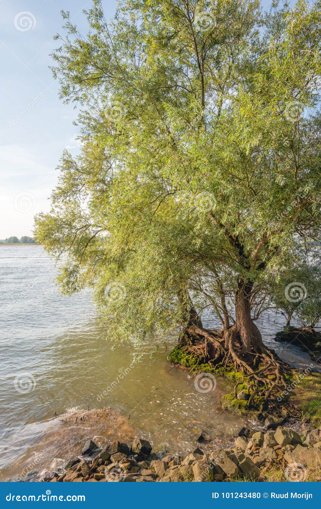 Striking Roots of a Willow Tree at the Edge of a Wide River Stock Photo ...