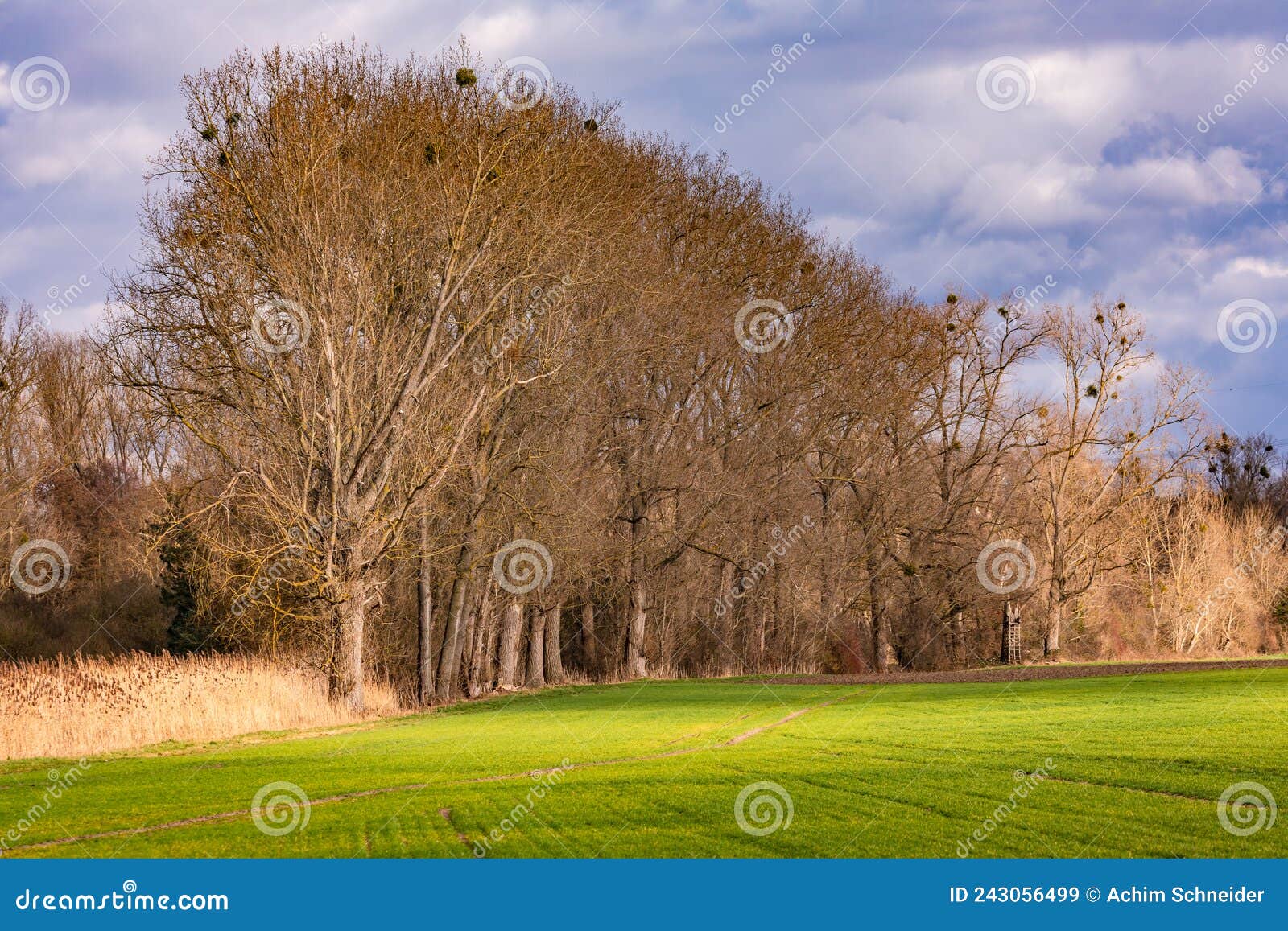 A Striking Row of Trees at the Edge of a Field with Fields and Meadows ...