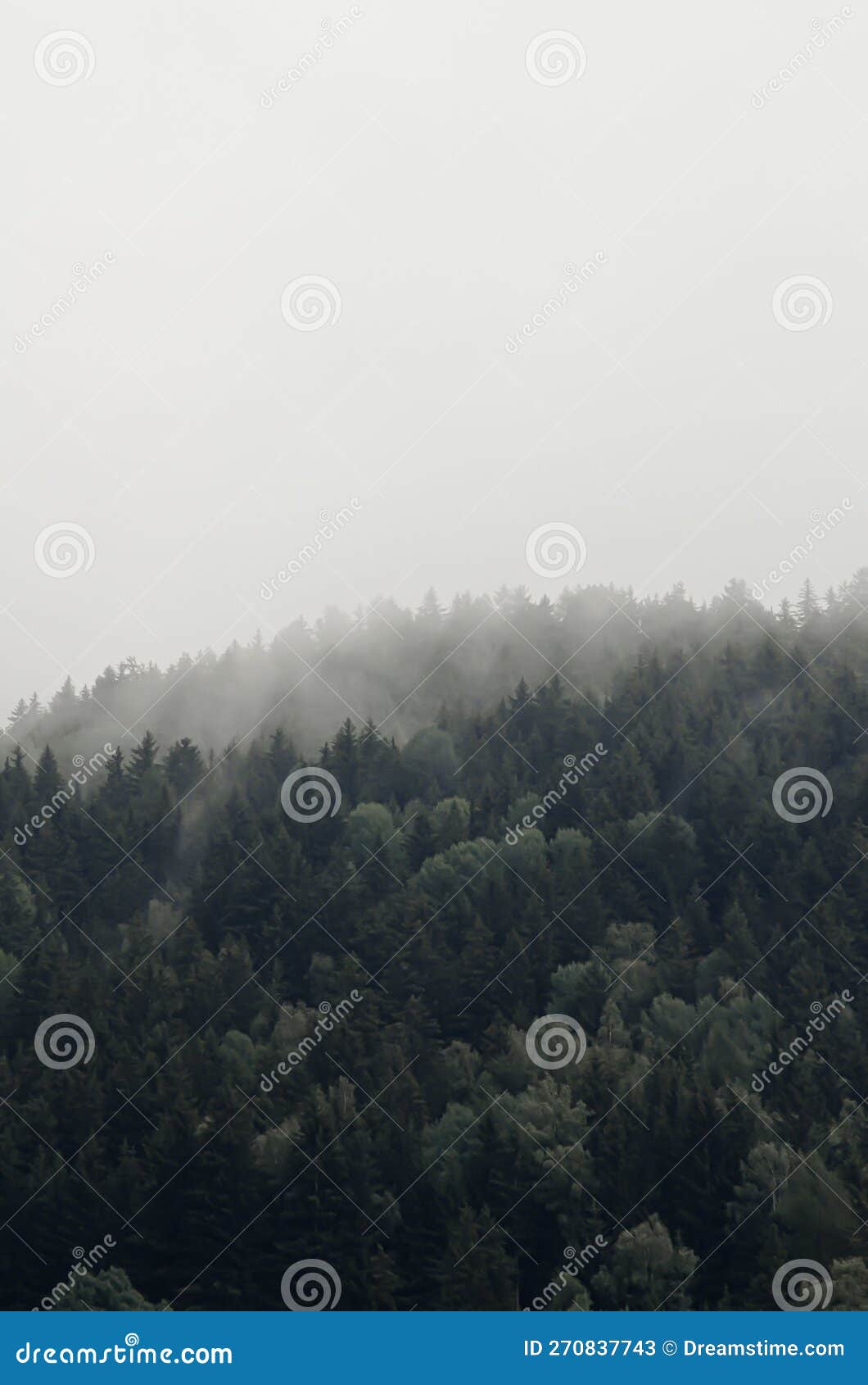 Striking Shot of a Stunning Landscape Featuring Tall Pine Trees and ...