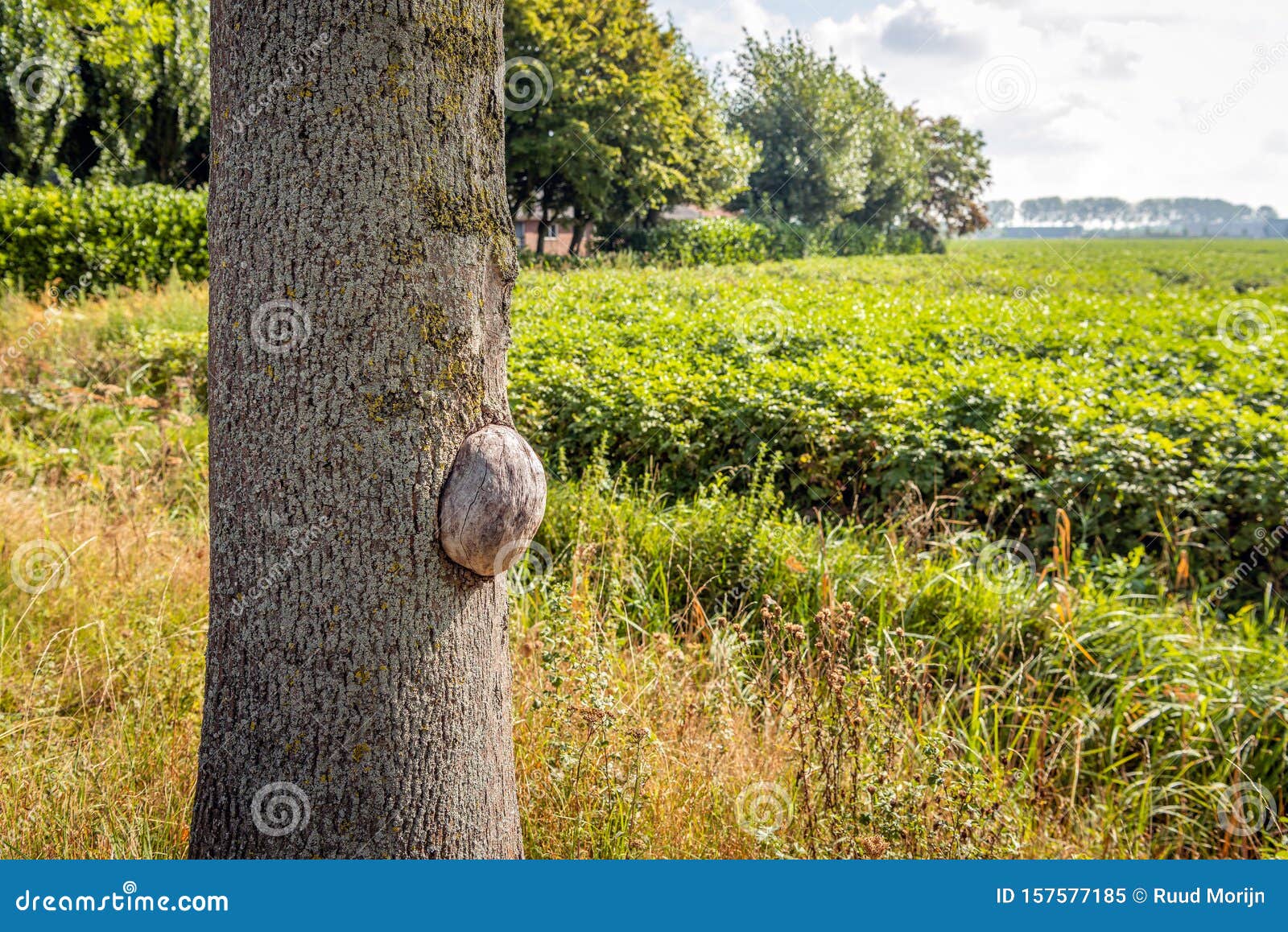Striking Spherical Callus Formation on the Rough Bark of a Tree Stock ...