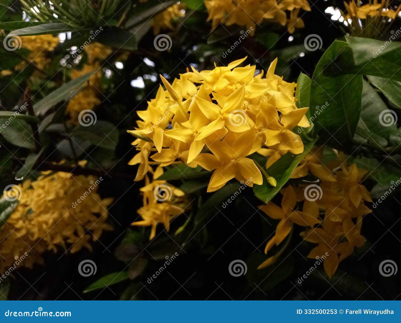 A Striking Yellow Flower Symbolizing Unity, with a Strong and ...