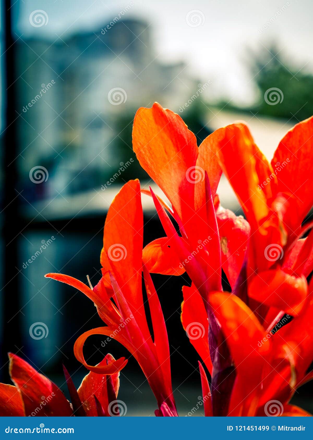 Beautiful Striking Red Flowers Stock Image - Image of flora, colorful ...