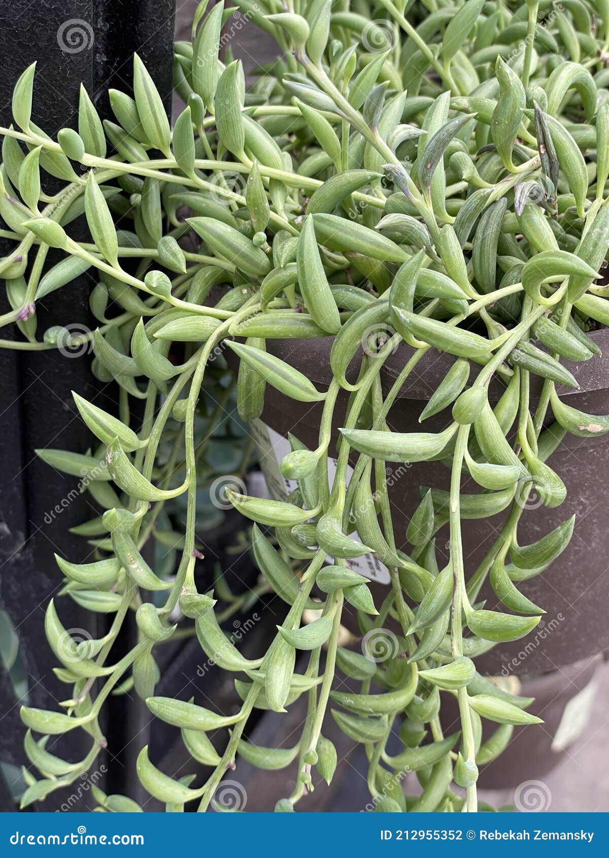 String of bananas 2532 stock photo. Image of background - 212955352