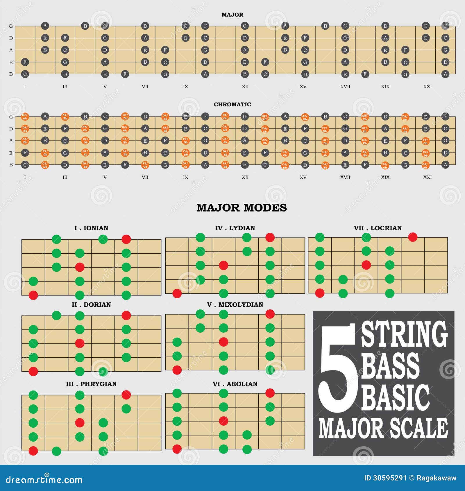 5 String Bass Basic Major Scale For Bass Player Te Stock Image Image Of Minor Five 30595291