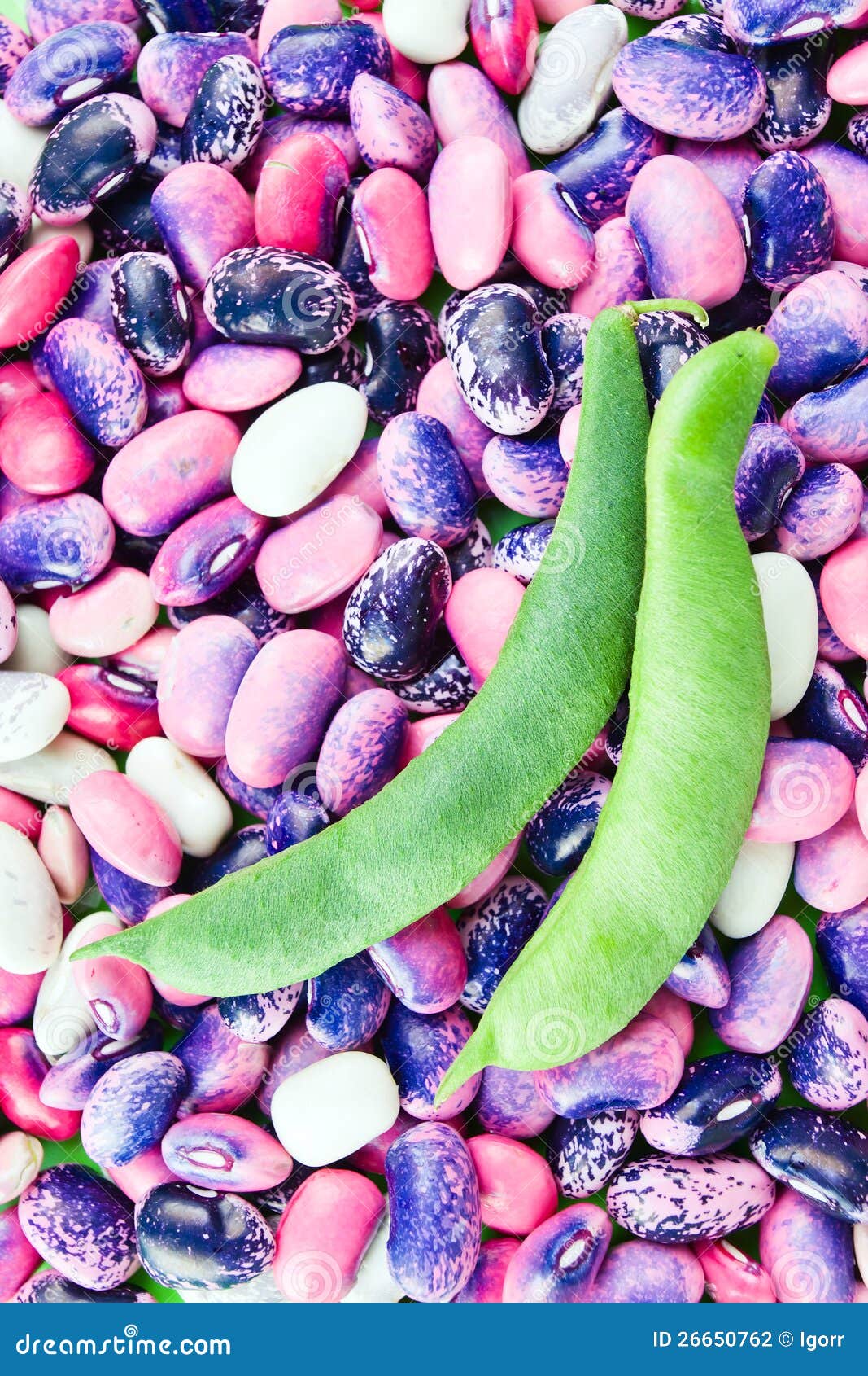 String bean stock photo. Image of harvest, health, natural - 26650762