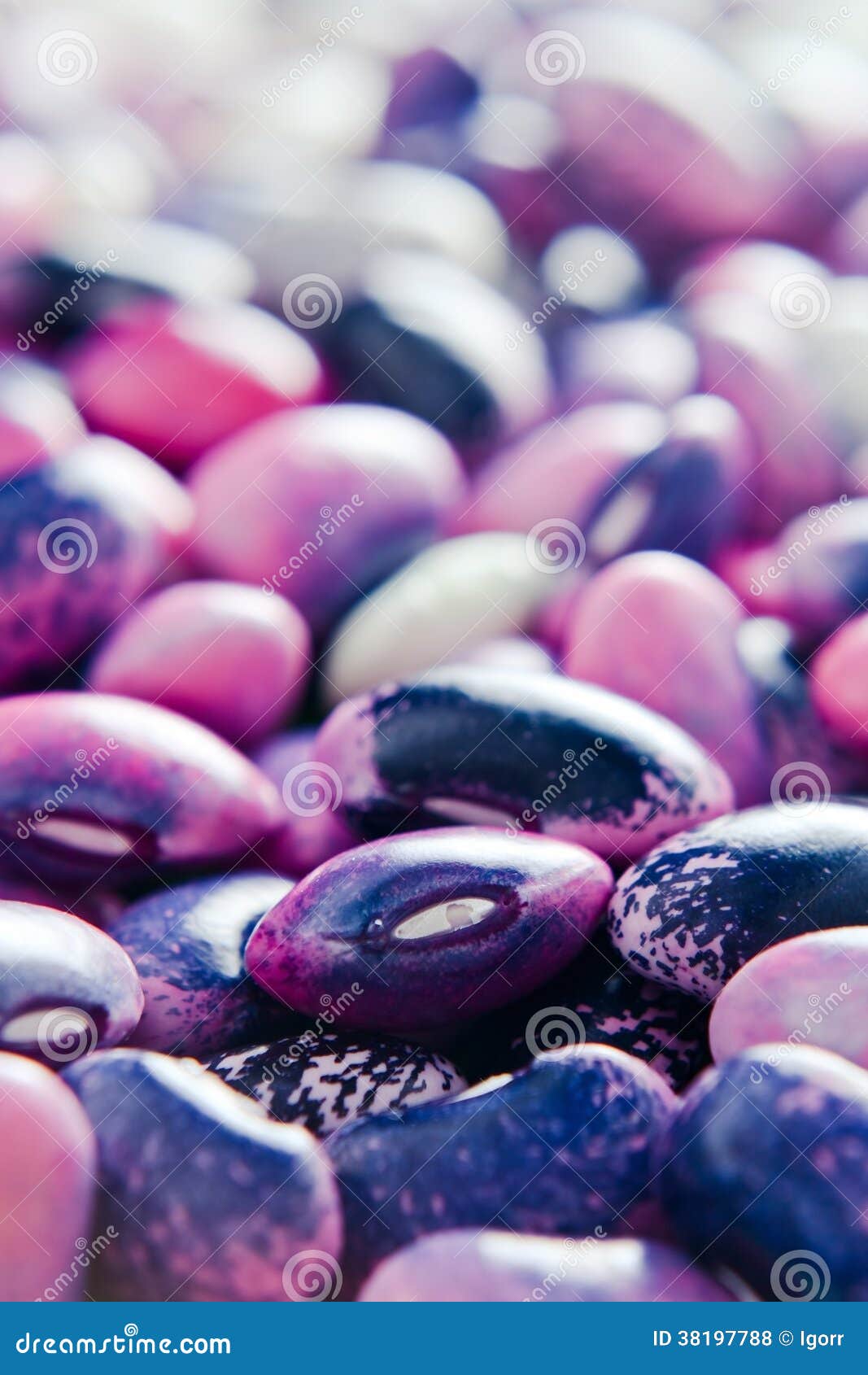 String bean stock photo. Image of grain, harvest, pile - 38197788