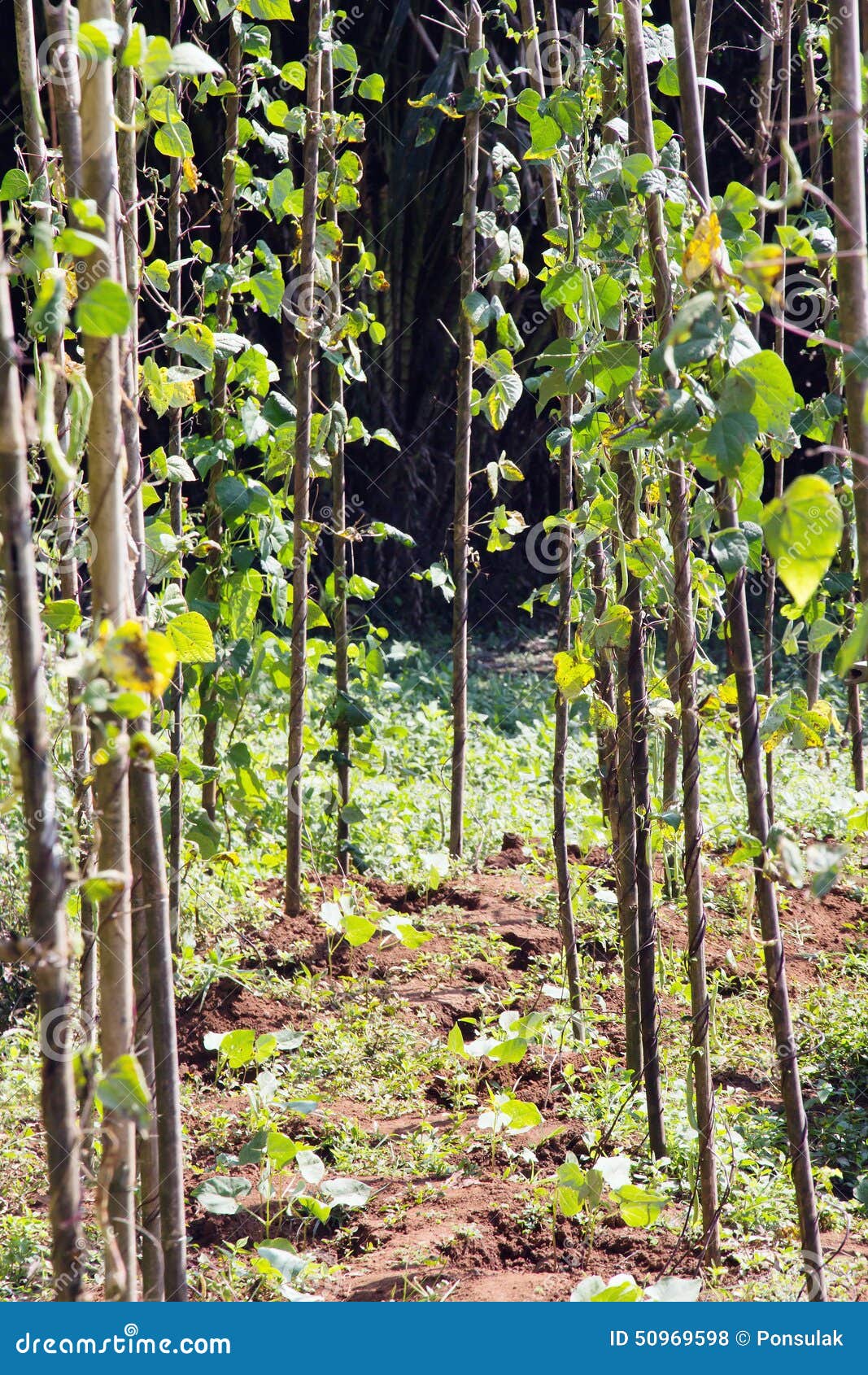 String bean stock photo. Image of environment, landscaped - 50969598