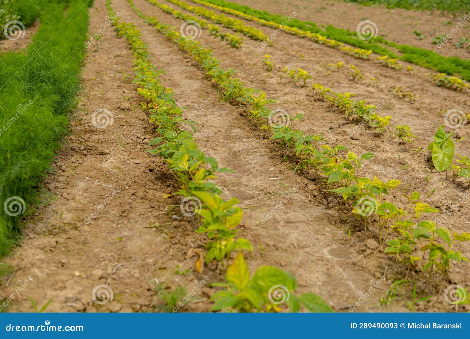 String Bean Growing in the Field in Straight Rows Stock Image - Image ...