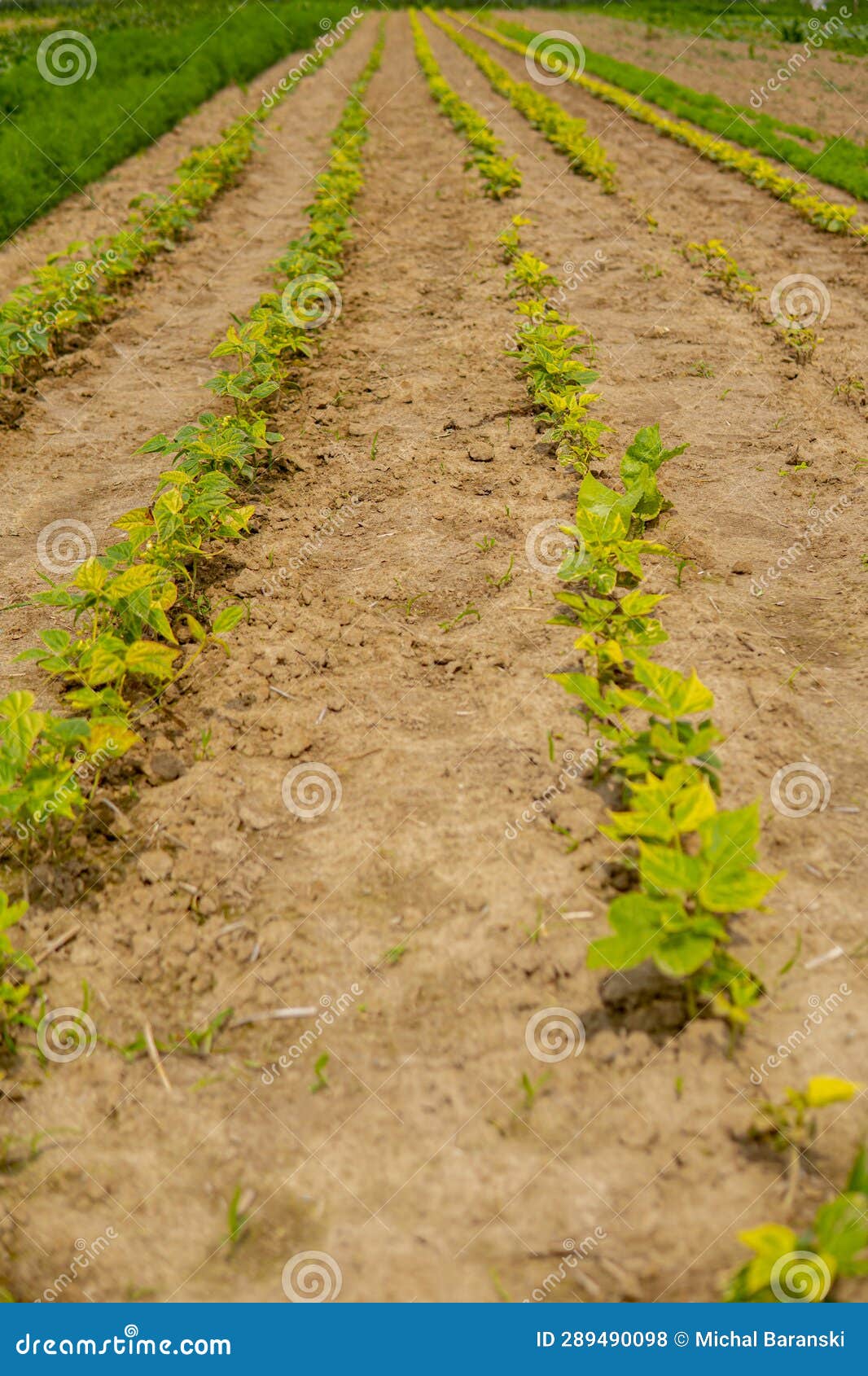 String Bean Growing in the Field in Straight Rows Stock Photo - Image ...