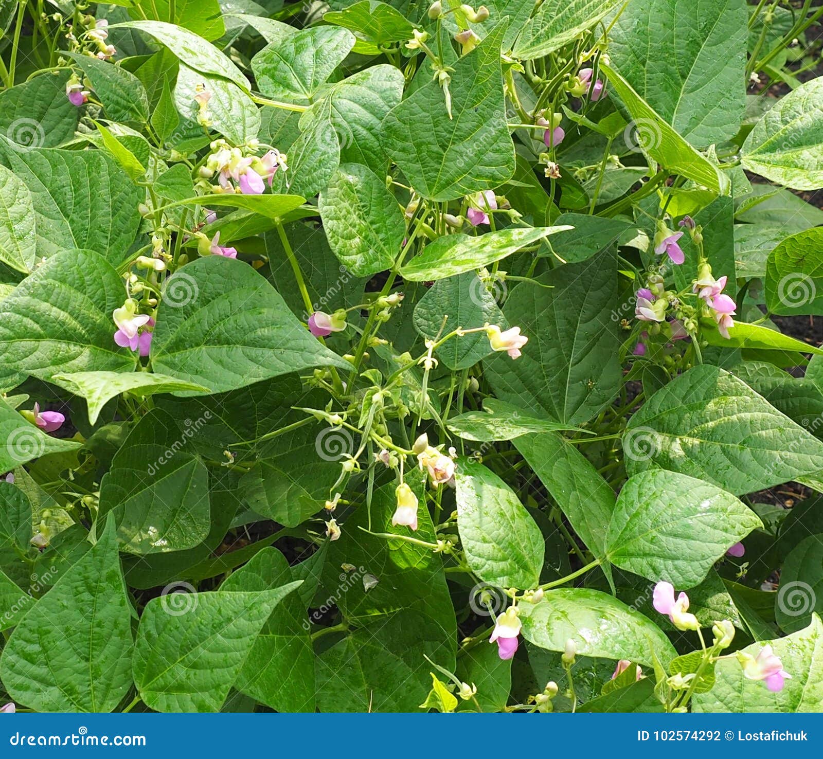 String Bean Plants with Flowers Stock Photo - Image of botanical ...