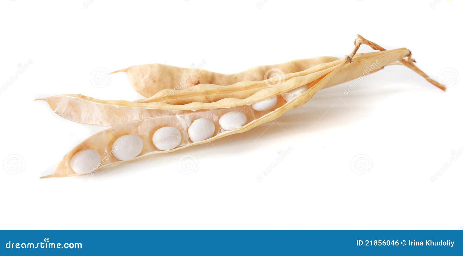String bean pods stock photo. Image of bean, string, white - 21856046