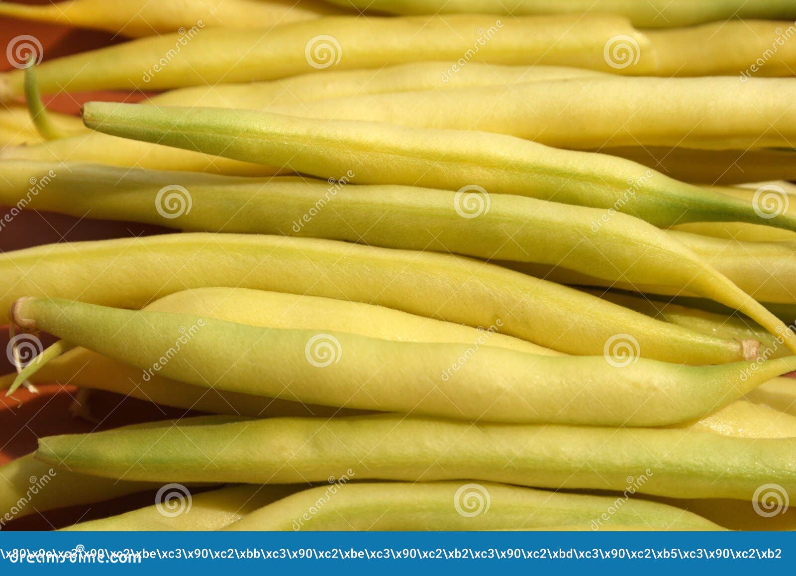 String bean in pods stock photo. Image of health, nutrition - 5625902