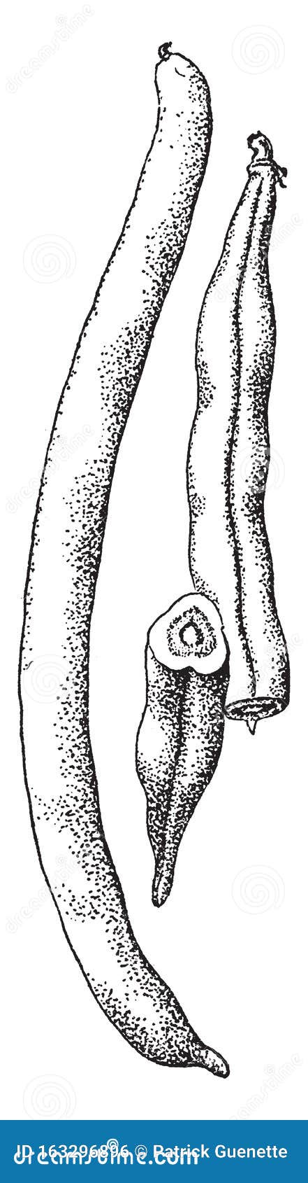 String Bean Icon, Outline Style Cartoon Vector | CartoonDealer.com ...