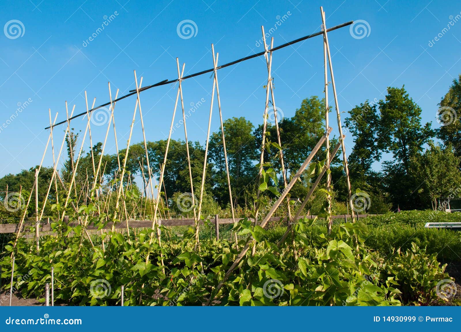 String beans stock image. Image of salad, long, allotment - 14930999