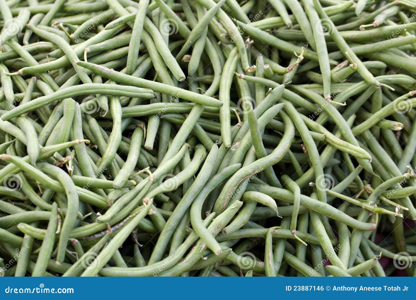 String Beans stock photo. Image of agricultural, plant - 23887146