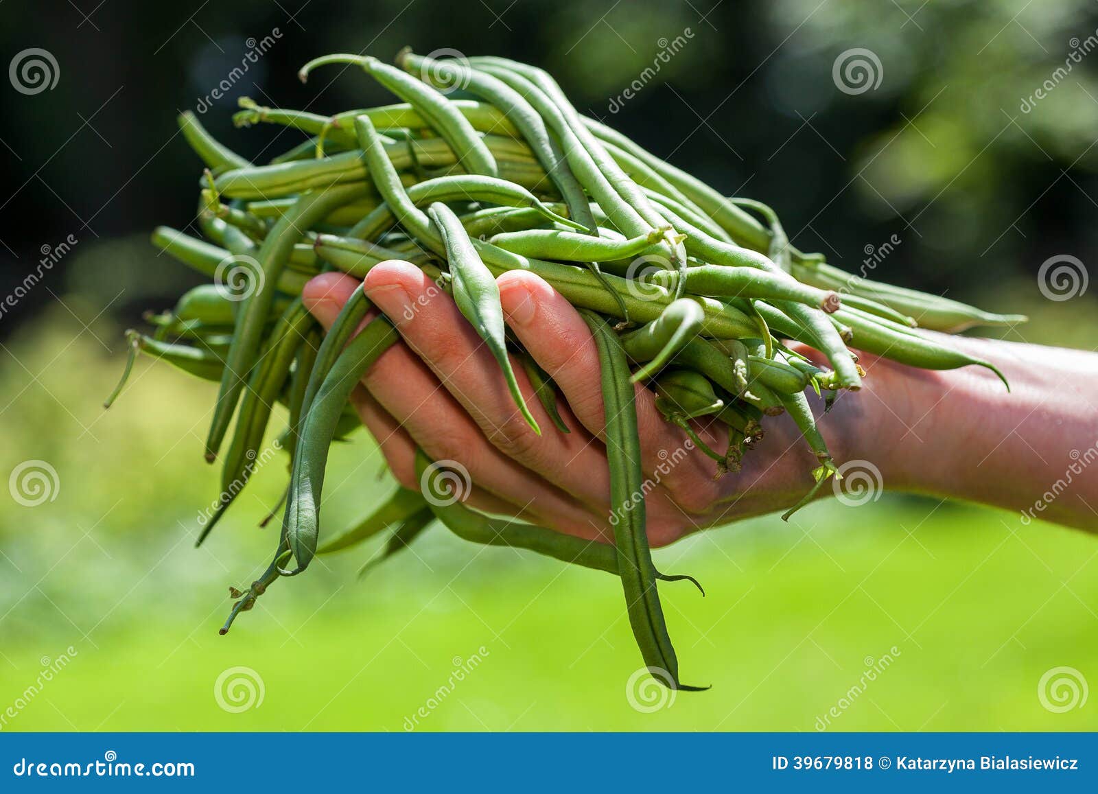 String beans stock photo. Image of meal, outdoors, portion - 39679818
