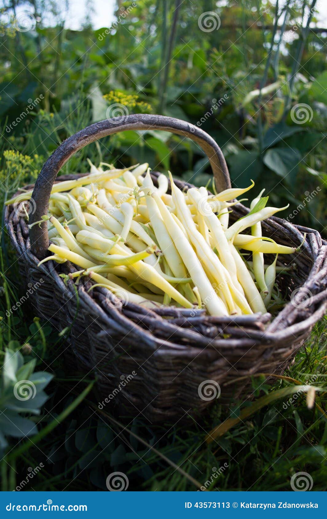 String beans stock image. Image of close, plant, farmer - 43573113
