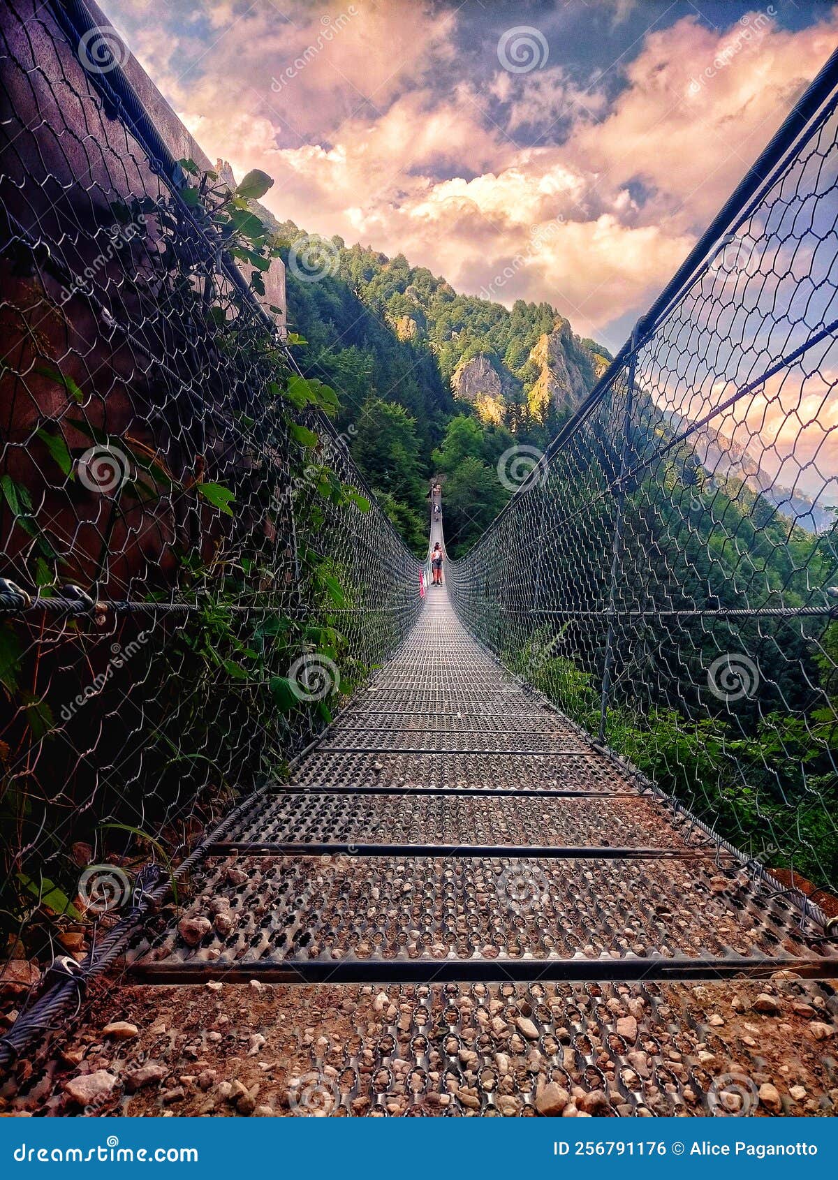 String Bridge Tightener Side Tensioner Violin Royalty-Free Stock Image ...