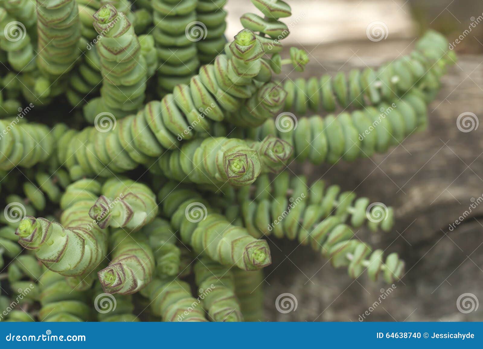 String of buttons close up stock photo. Image of south - 64638740