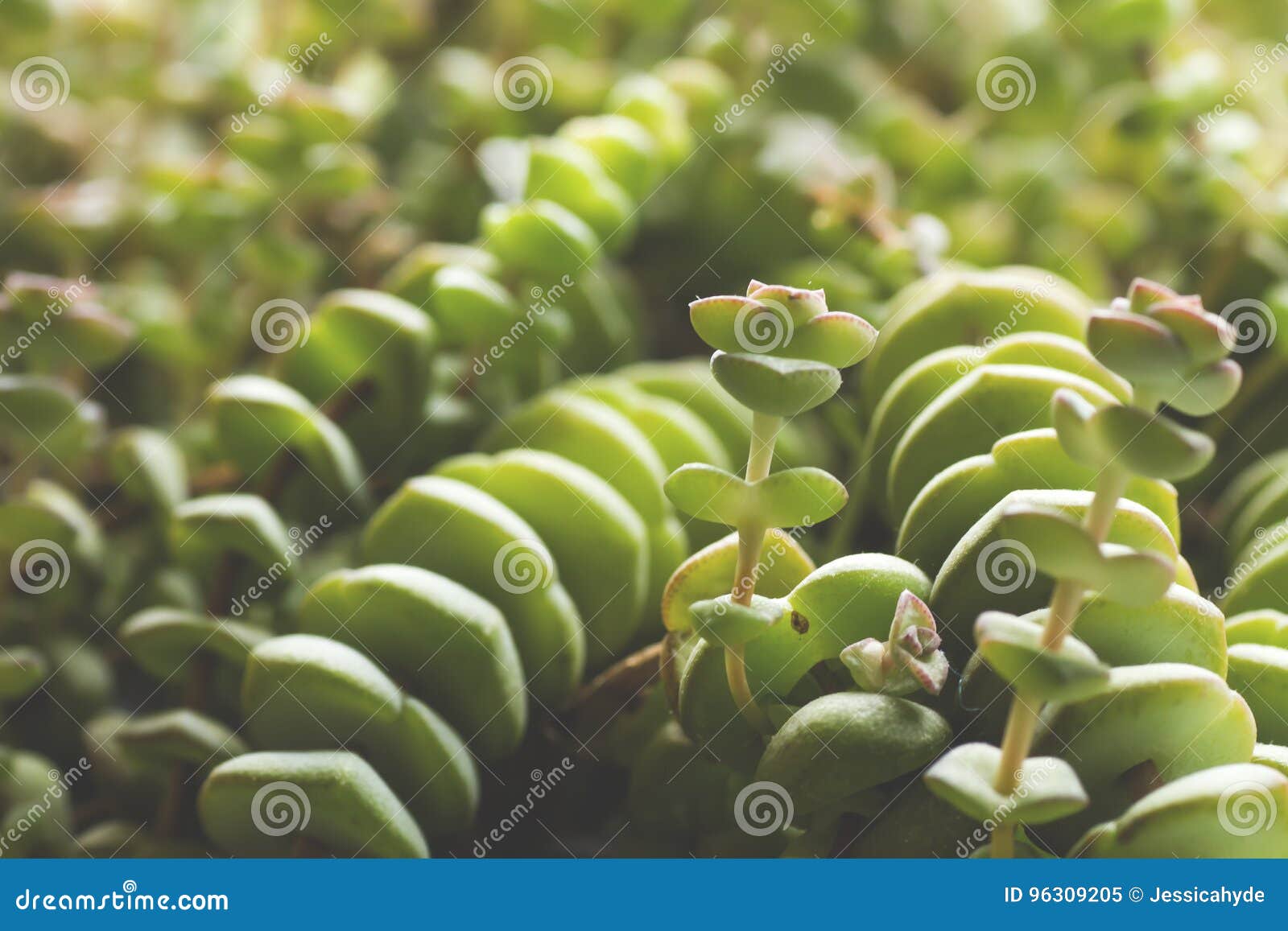 String of buttons detail stock image. Image of south - 96309205