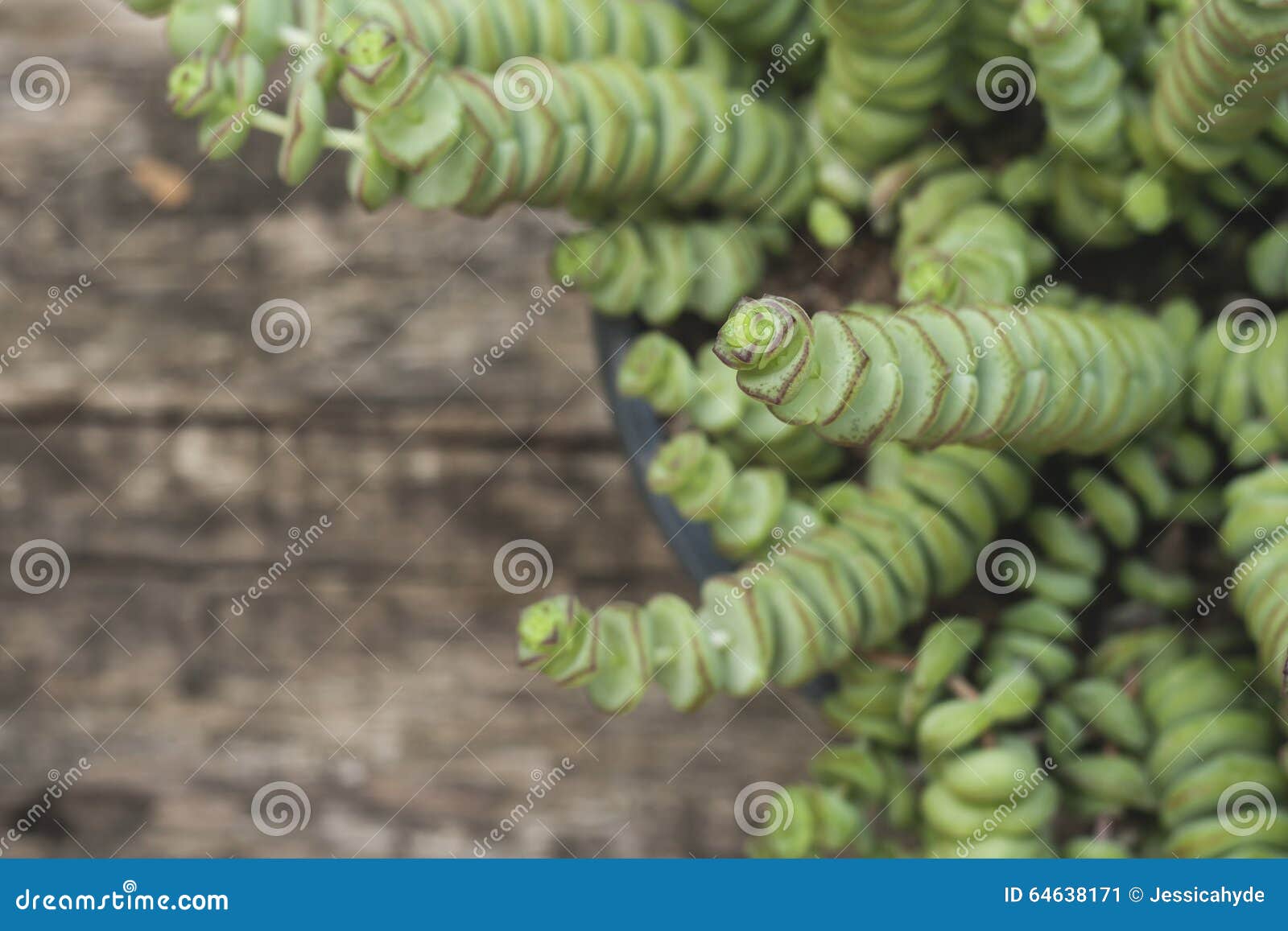 String of Buttons Plant Close Up Stock Image - Image of south ...