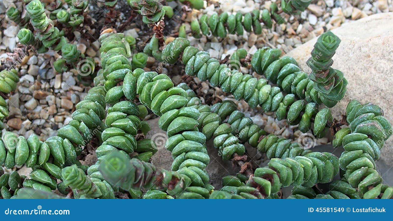 String of Buttons Succulent Plant Stock Image - Image of green ...