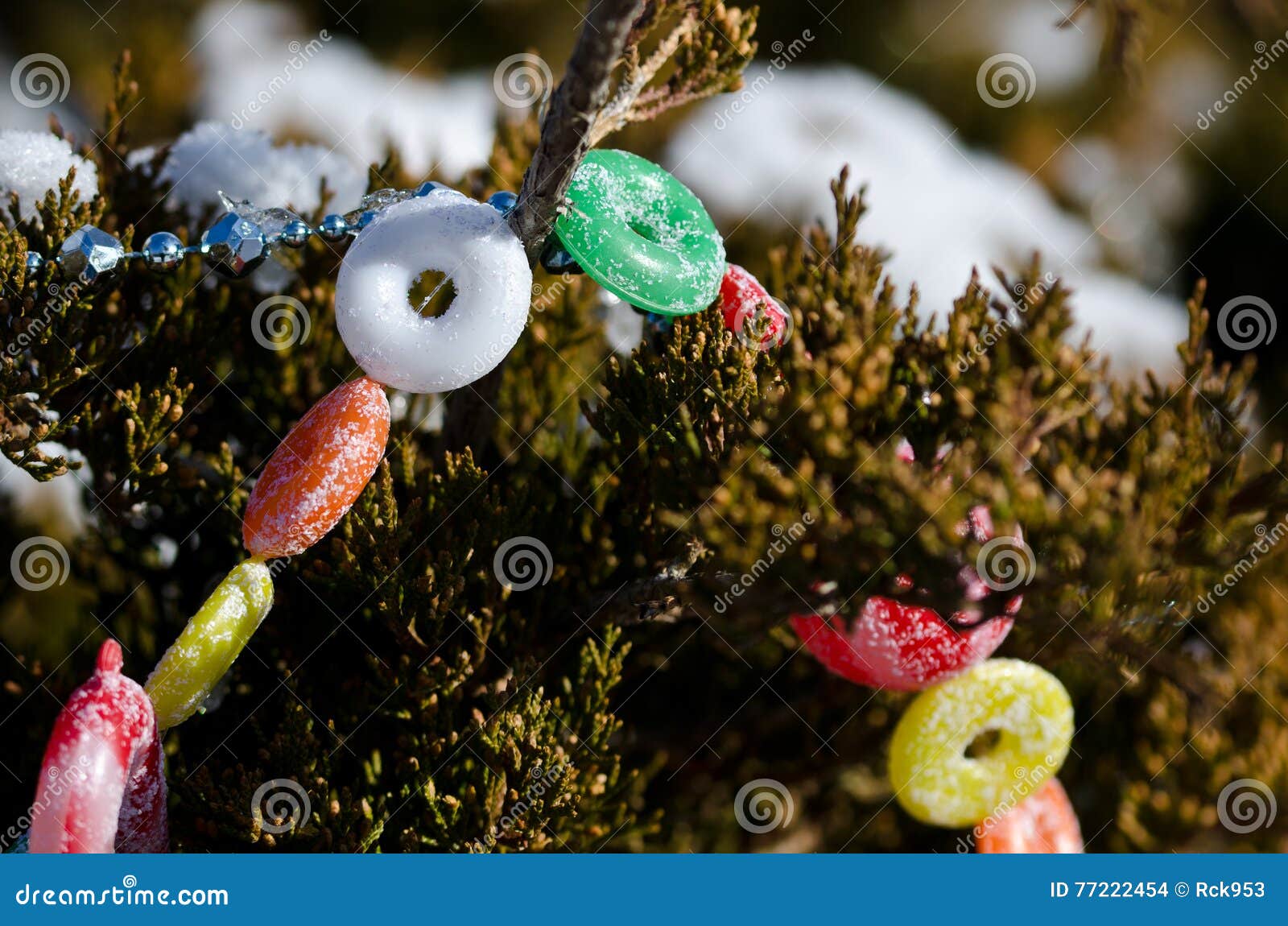 String of Candy Decorating an Outdoor Christmas Tree Stock Photo ...
