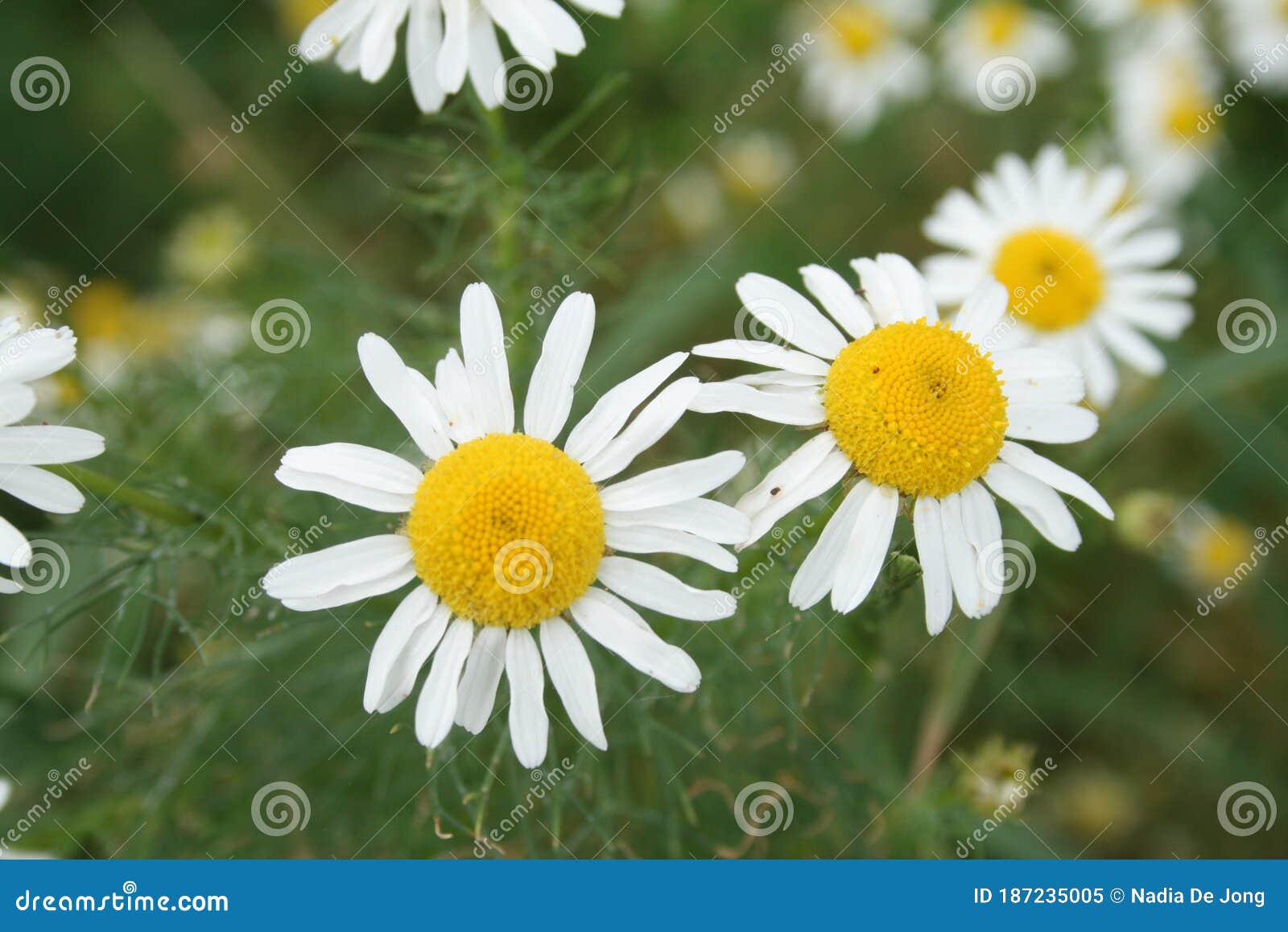 A string of daisies stock image. Image of flower, daisies - 187235005