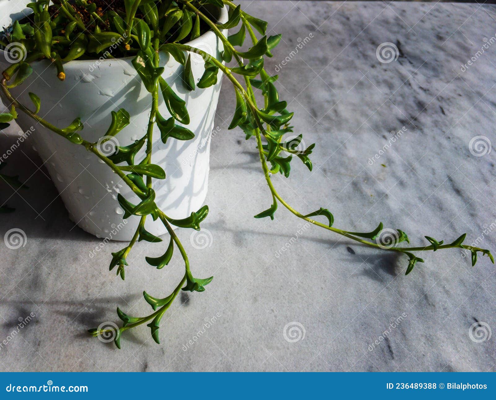 String of Dolphin Succulent Potted Plant with Marble Floor Background ...
