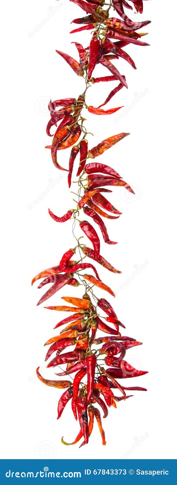 String with Dry Hot Peppers Isolated Stock Image - Image of isolated ...