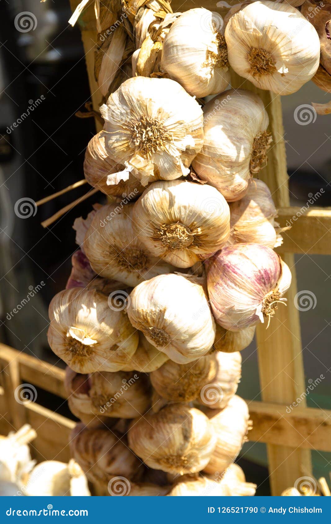 String of Garlic stock photo. Image of garlic, cook - 126521790