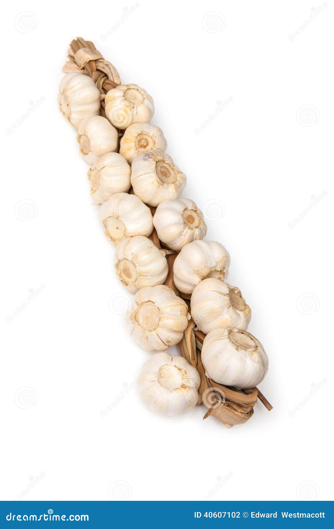 String of Garlic bulbs stock photo. Image of ripened - 40607102