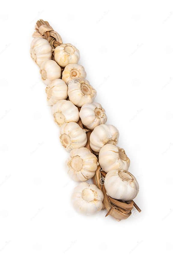 String of Garlic bulbs stock photo. Image of ripened - 40607102
