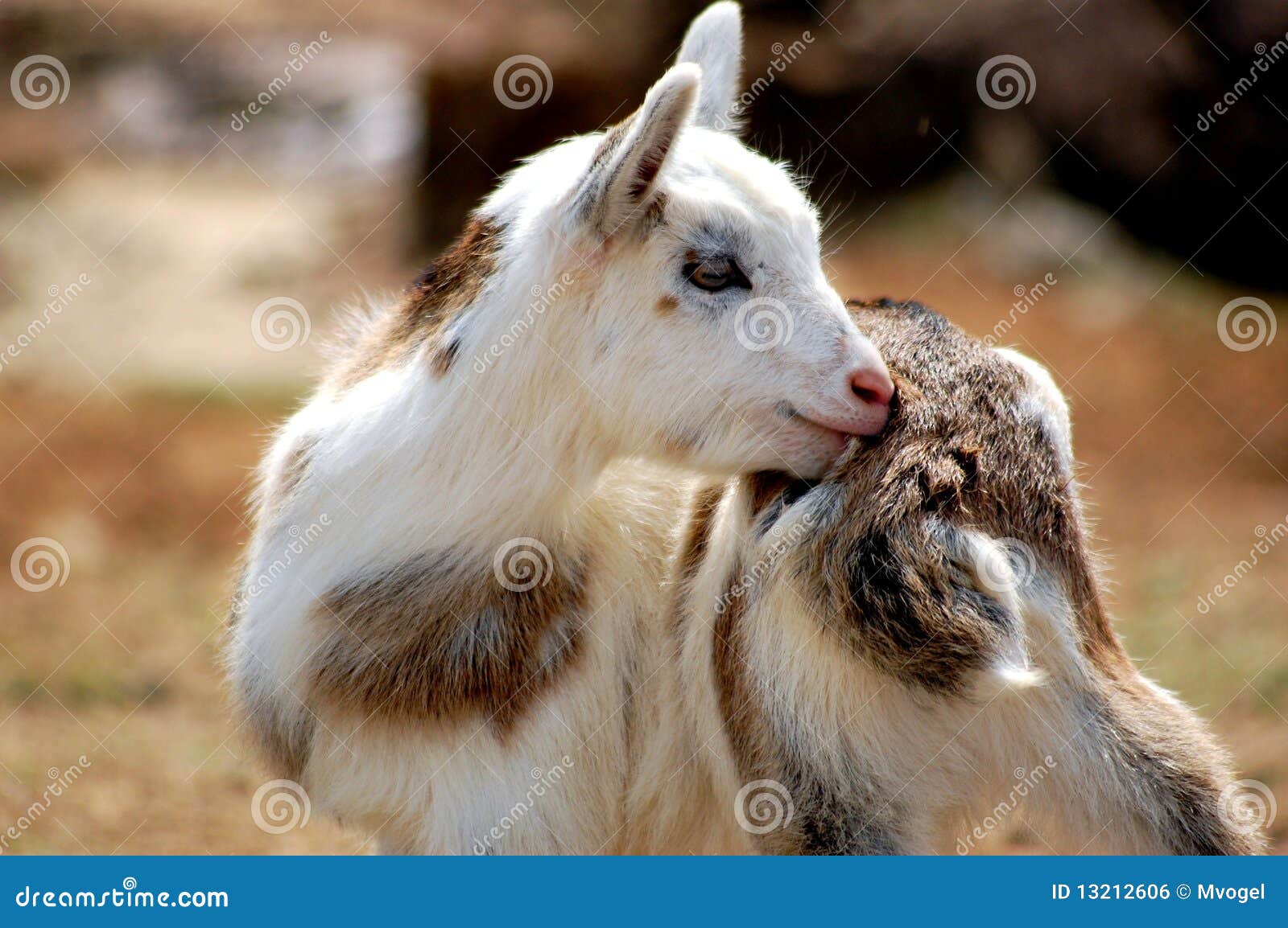 String Goat Scratching An Itch Picture. Image: 13212606