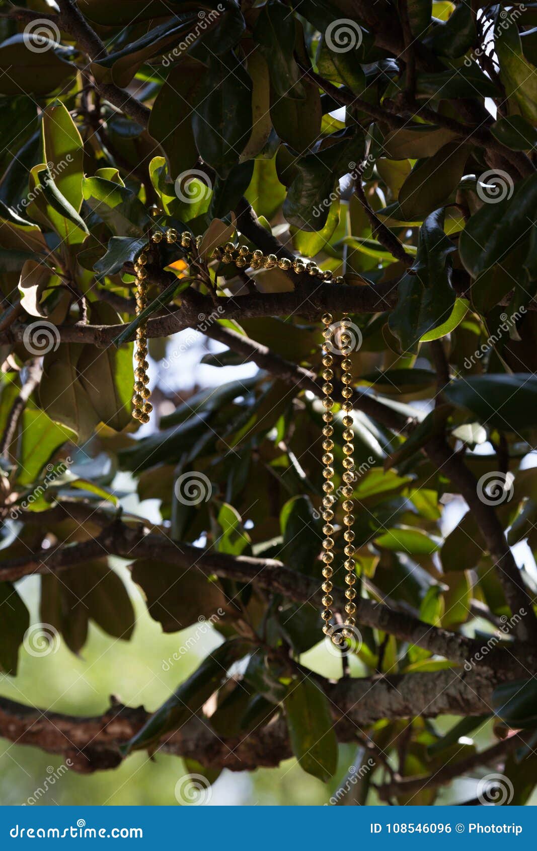 A String of Gold Beads Dangling in a Tree Stock Photo - Image of tree ...