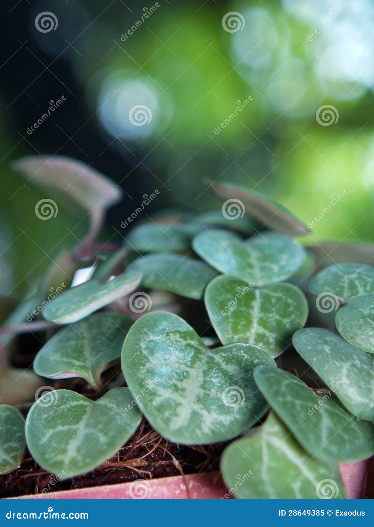 String of hearts stock image. Image of decoration, botanical - 28649385