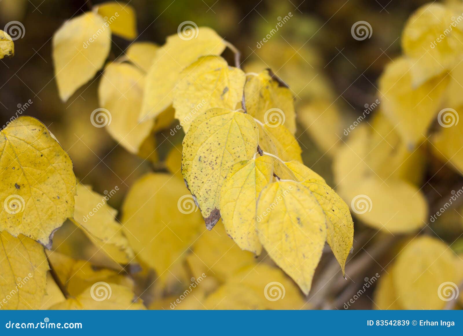 String of leaves stock image. Image of garden, forest - 83542839
