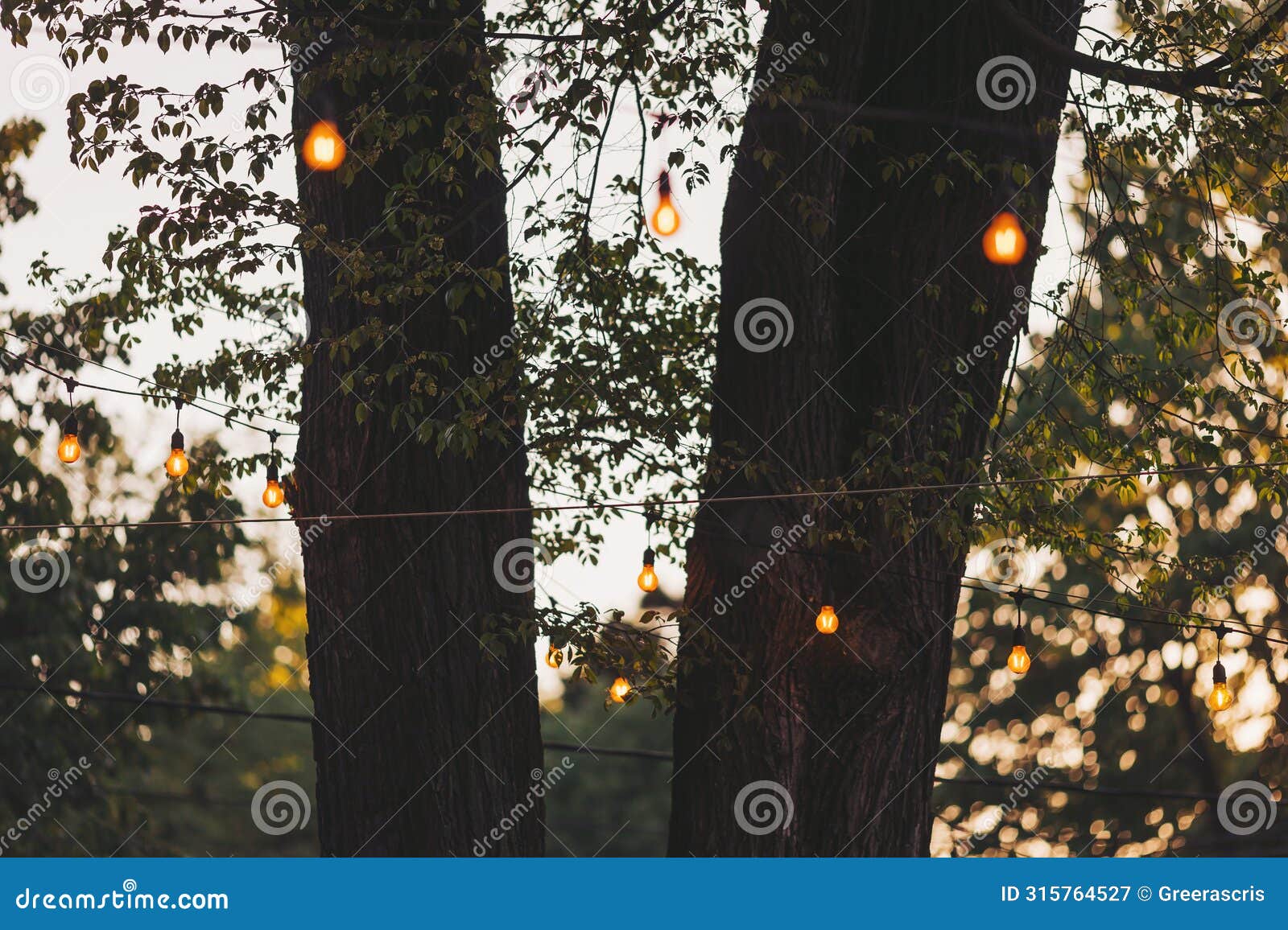 String Lights Hanging from Trees in a Garden, Creating a Festive ...