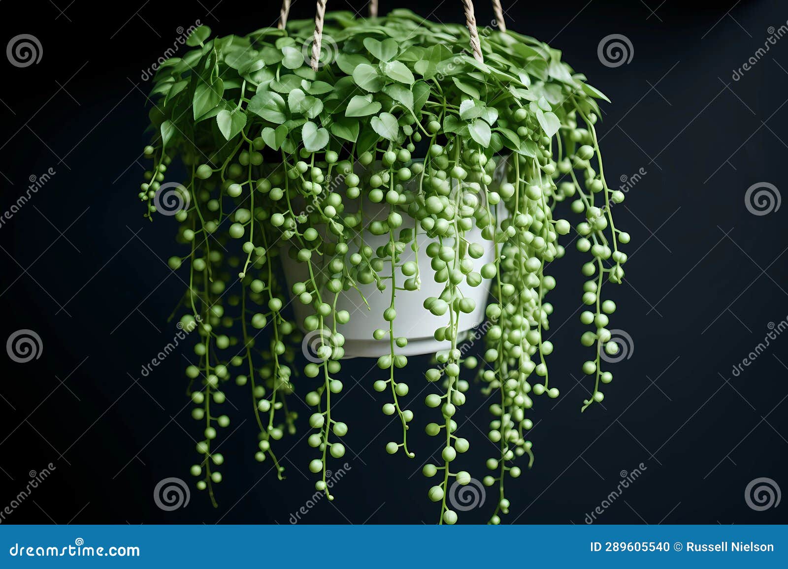 String Of Pearls Southwestern Africa Generative Ai Stock Illustration Illustration Of