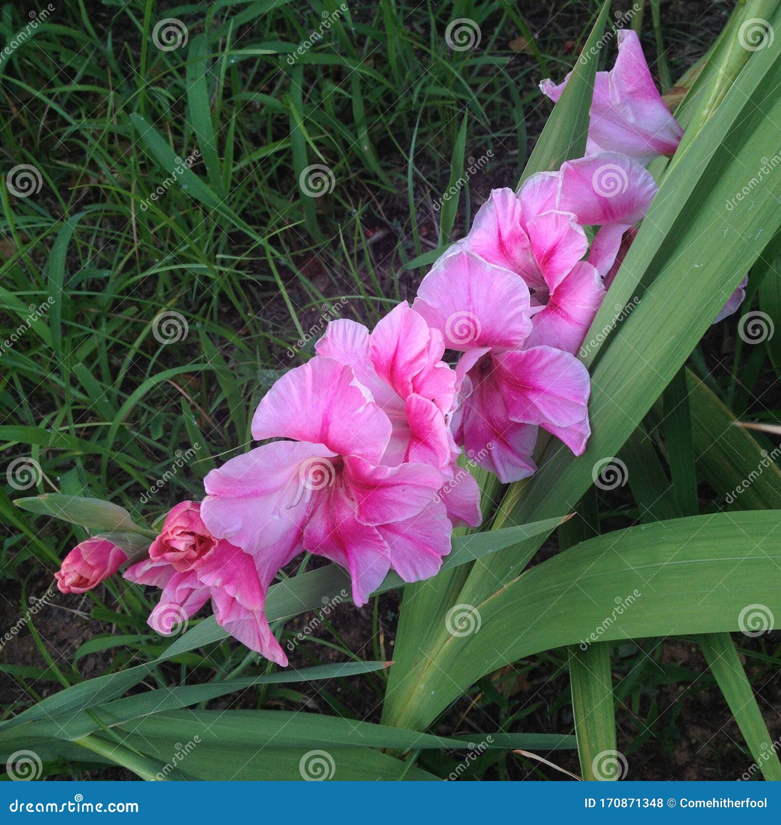 String of Pink Gladiolus Flowers Stock Photo - Image of bulb, pink ...