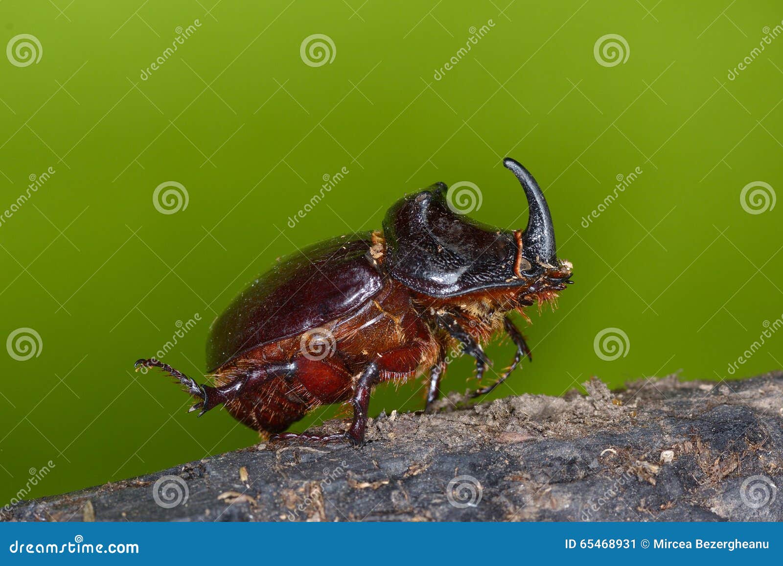 Rhinos Beetle Stock Photos - Free & Royalty-Free Stock Photos from ...