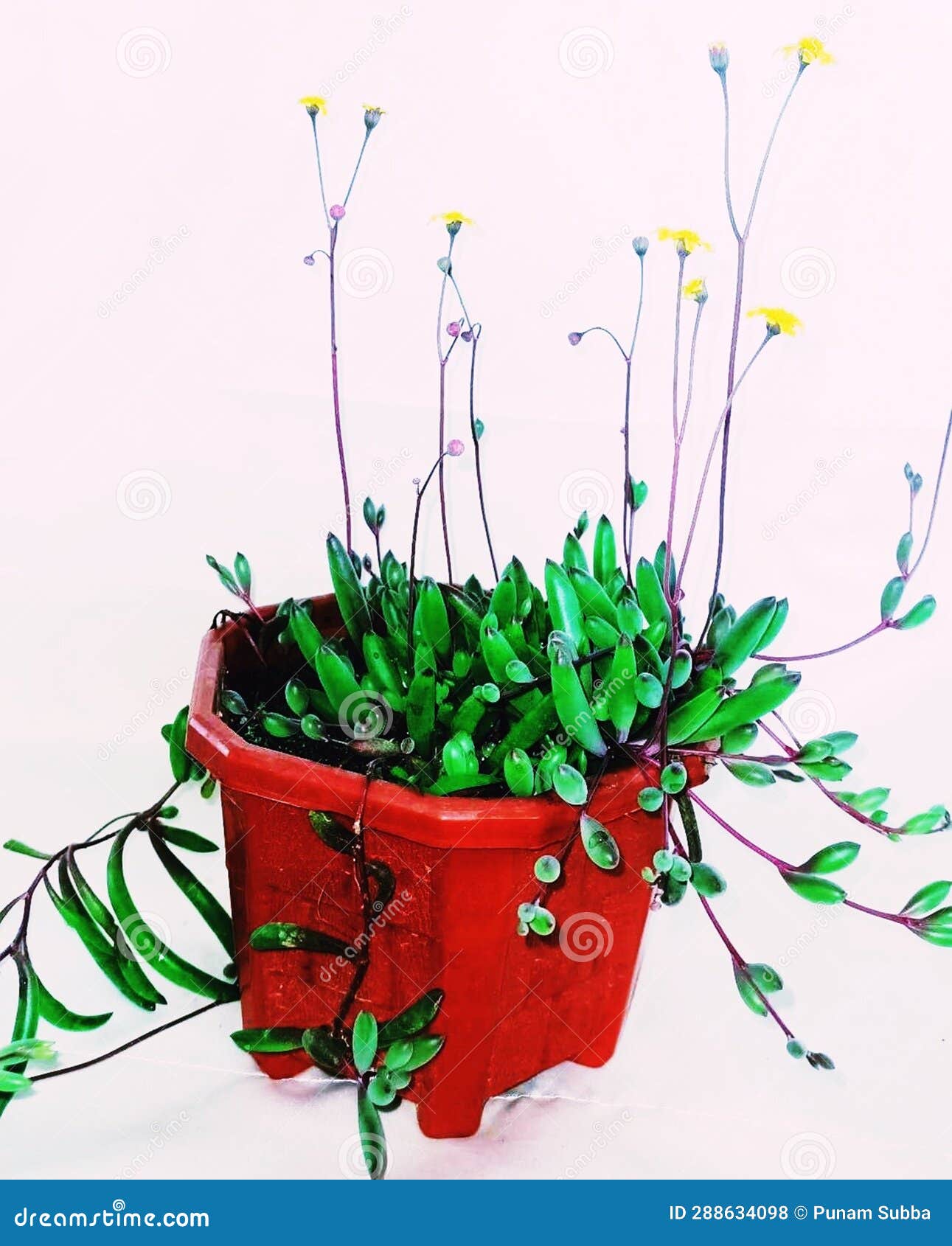 String of Ruby Necklace in a Red Container Stock Photo - Image of ...