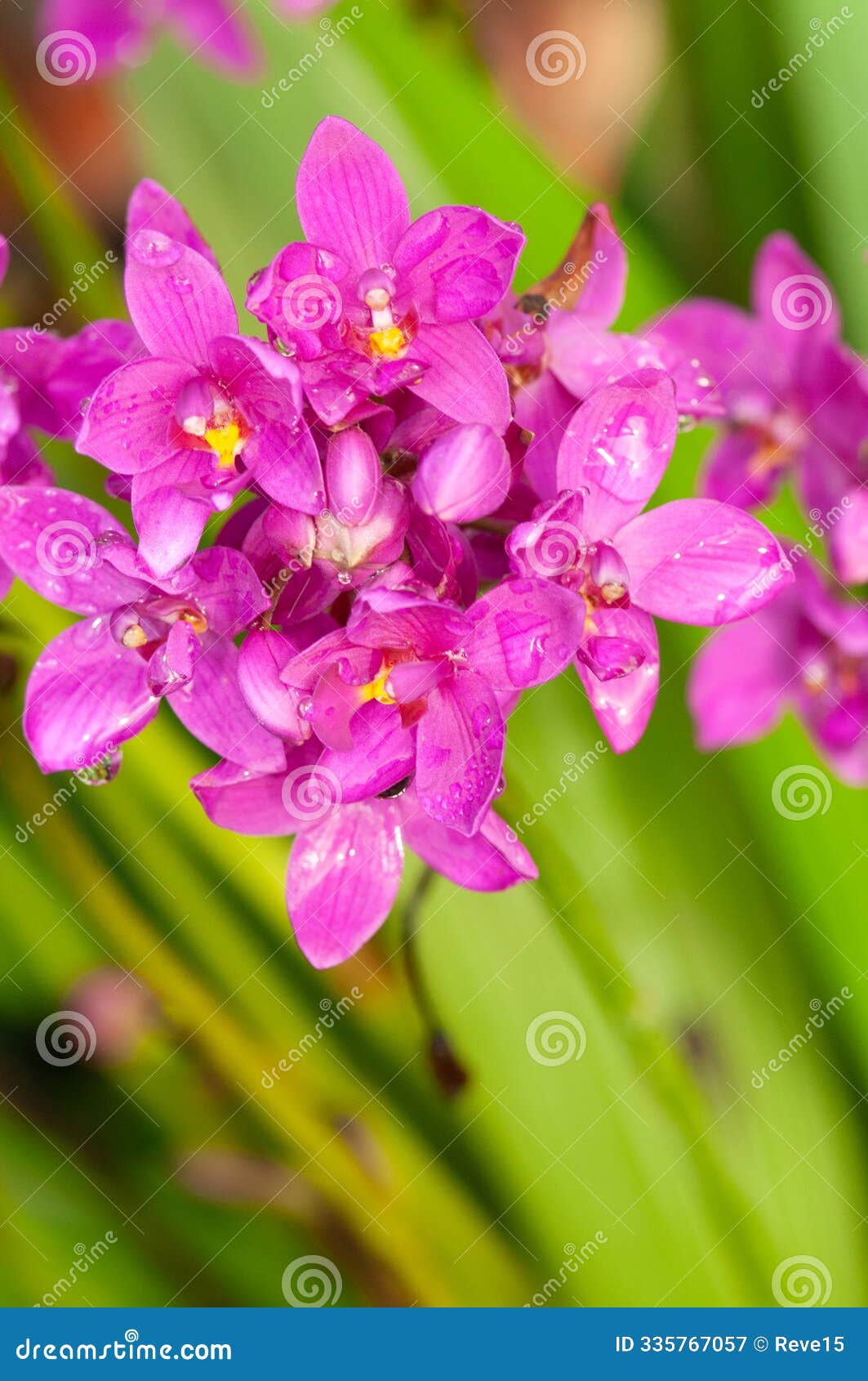 String of, Small Purple Flowers, after a Tropical Rain Stock Image ...