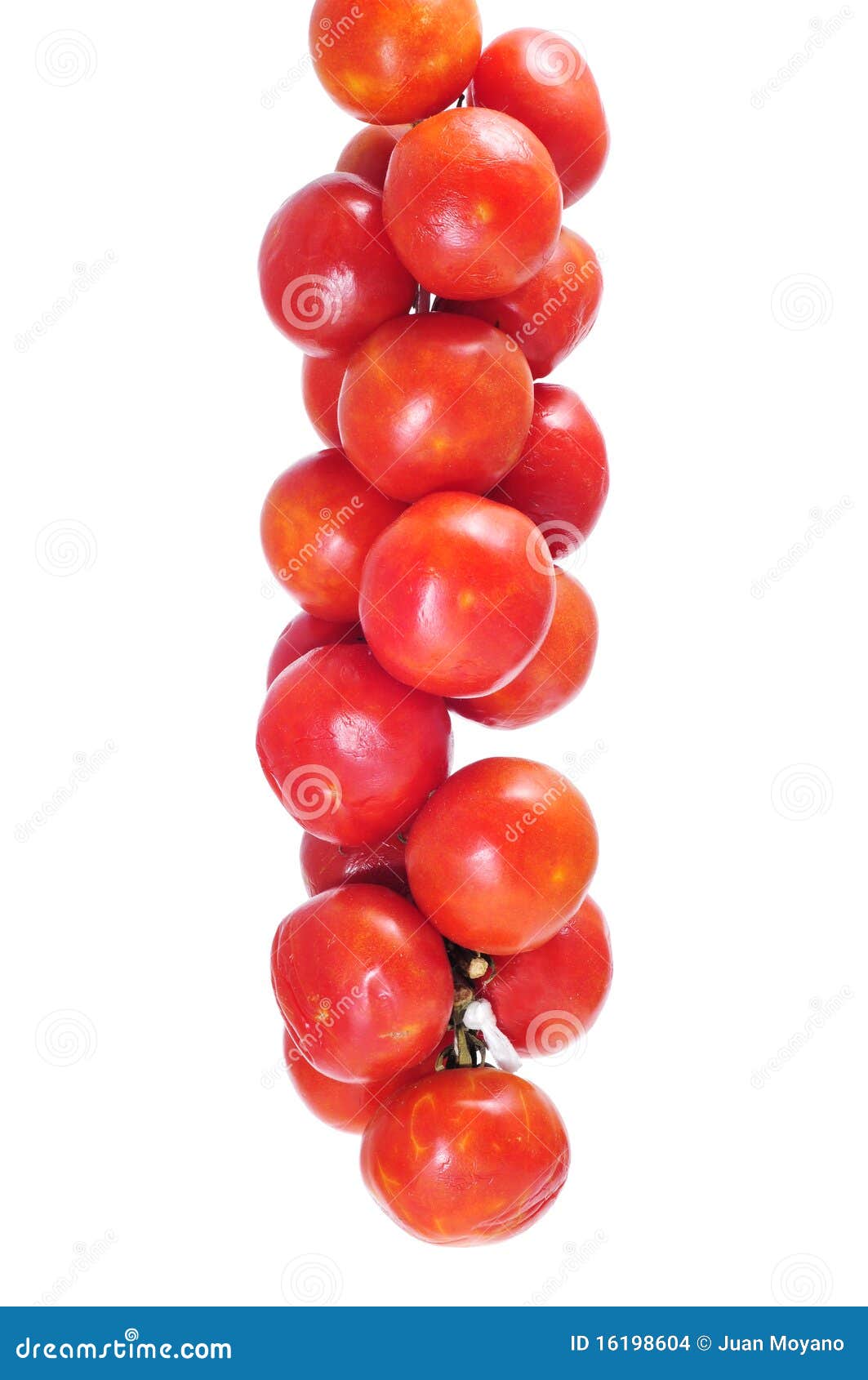 String of tomatoes stock photo. Image of nutrition, fresh - 16198604